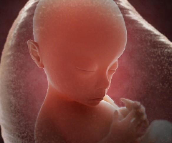 Pregnancy Development in Weeks 19-22 | Gerber